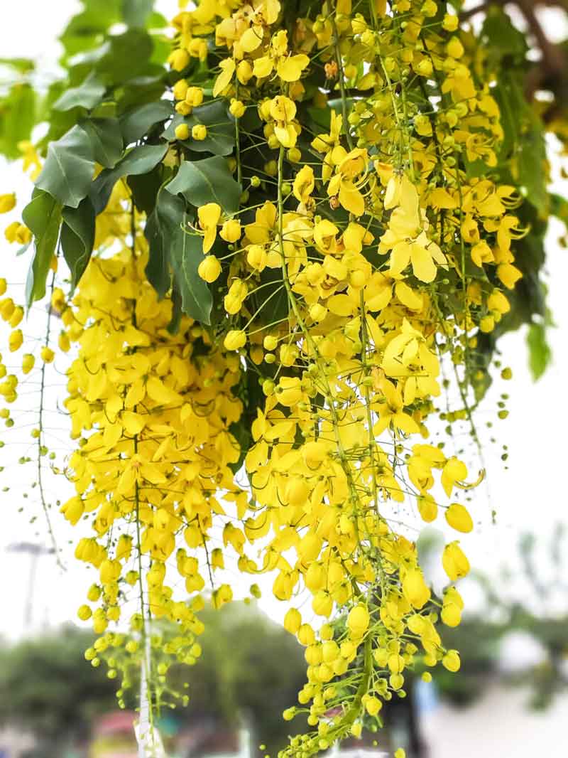Cassia fistula (Golden Shower Tree, Bahava/Amaltas Tree) – Going Greens