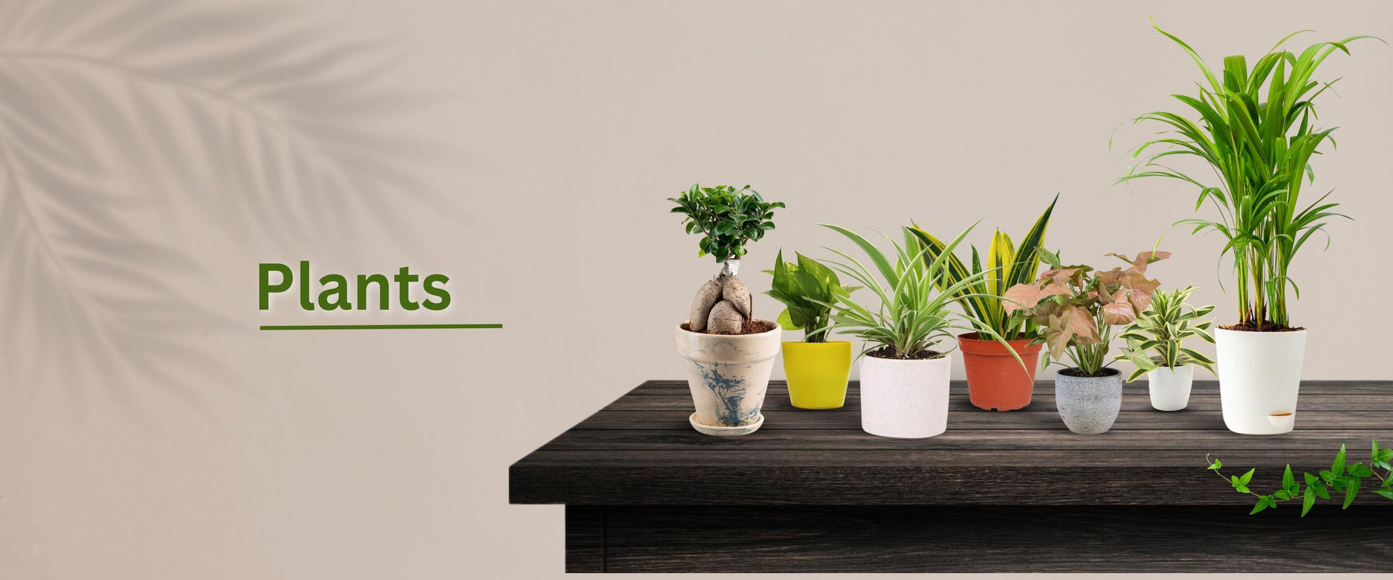 Plants – Going Greens
