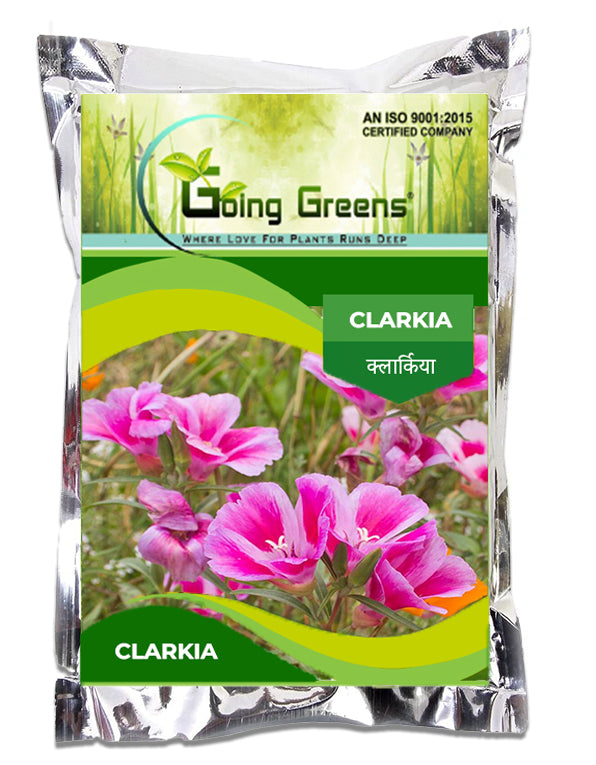 Clarkia Flower Seeds – Going Greens