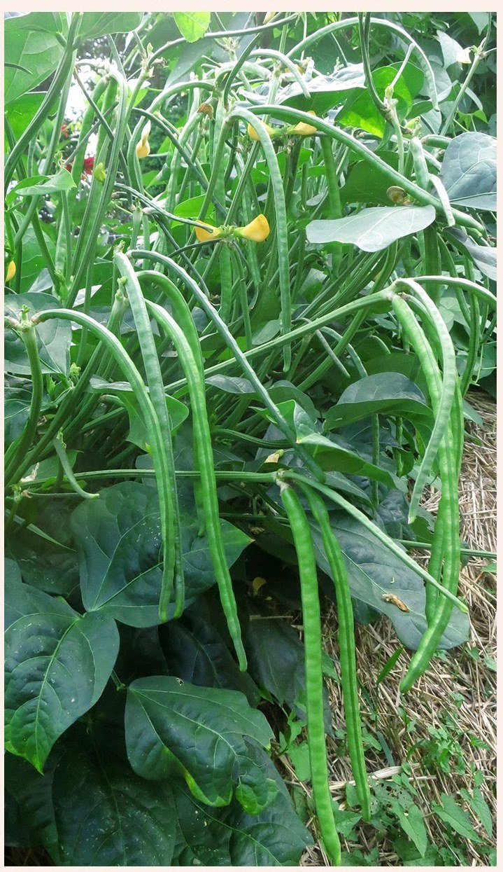 Cowpea (Lobia) Seeds – Going Greens