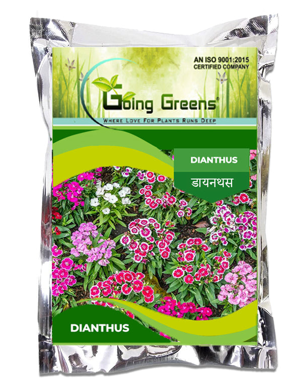 Dianthus Flower Seeds – Going Greens