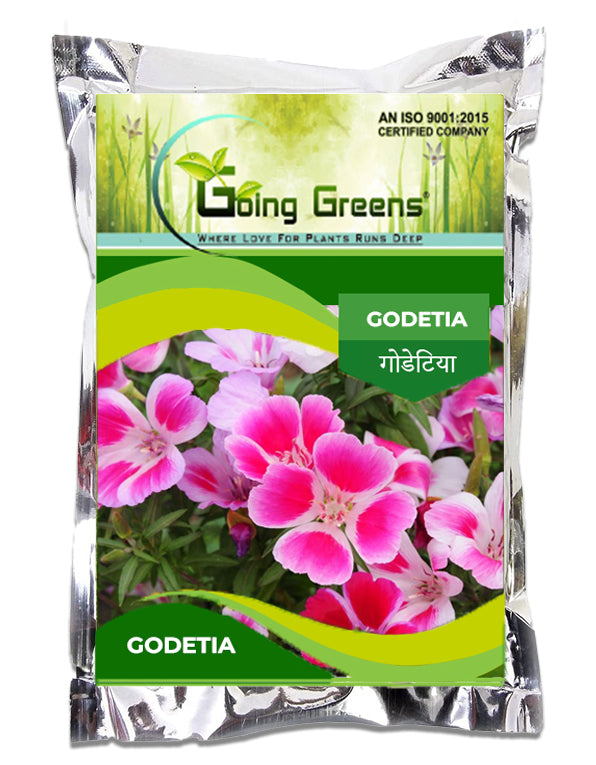 Godetia Flower Seeds – Going Greens