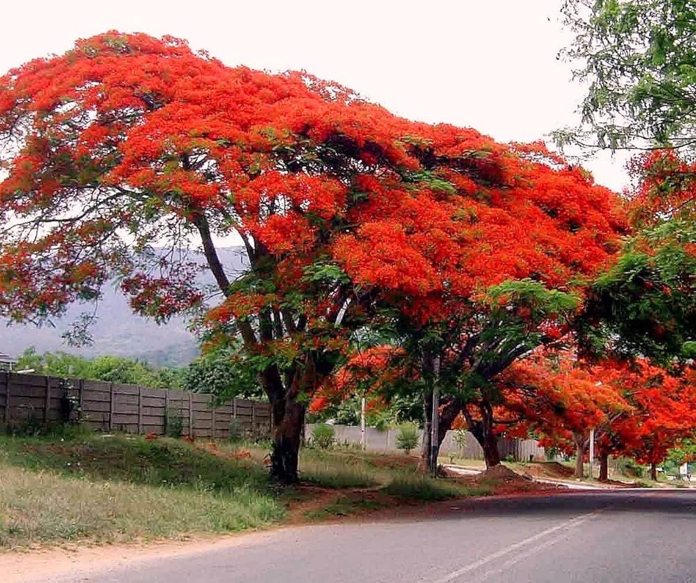 Gulmohar Tree, Delonix regia – Going Greens