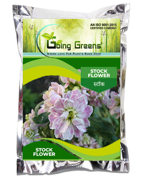 Stock Flower Seeds – Going Greens