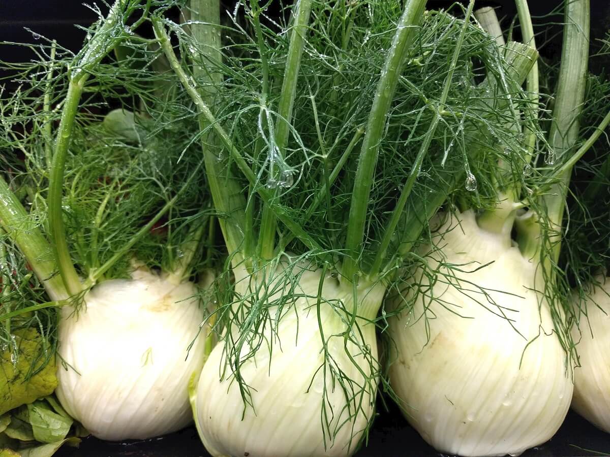 Fennel Bulb Seeds – Going Greens