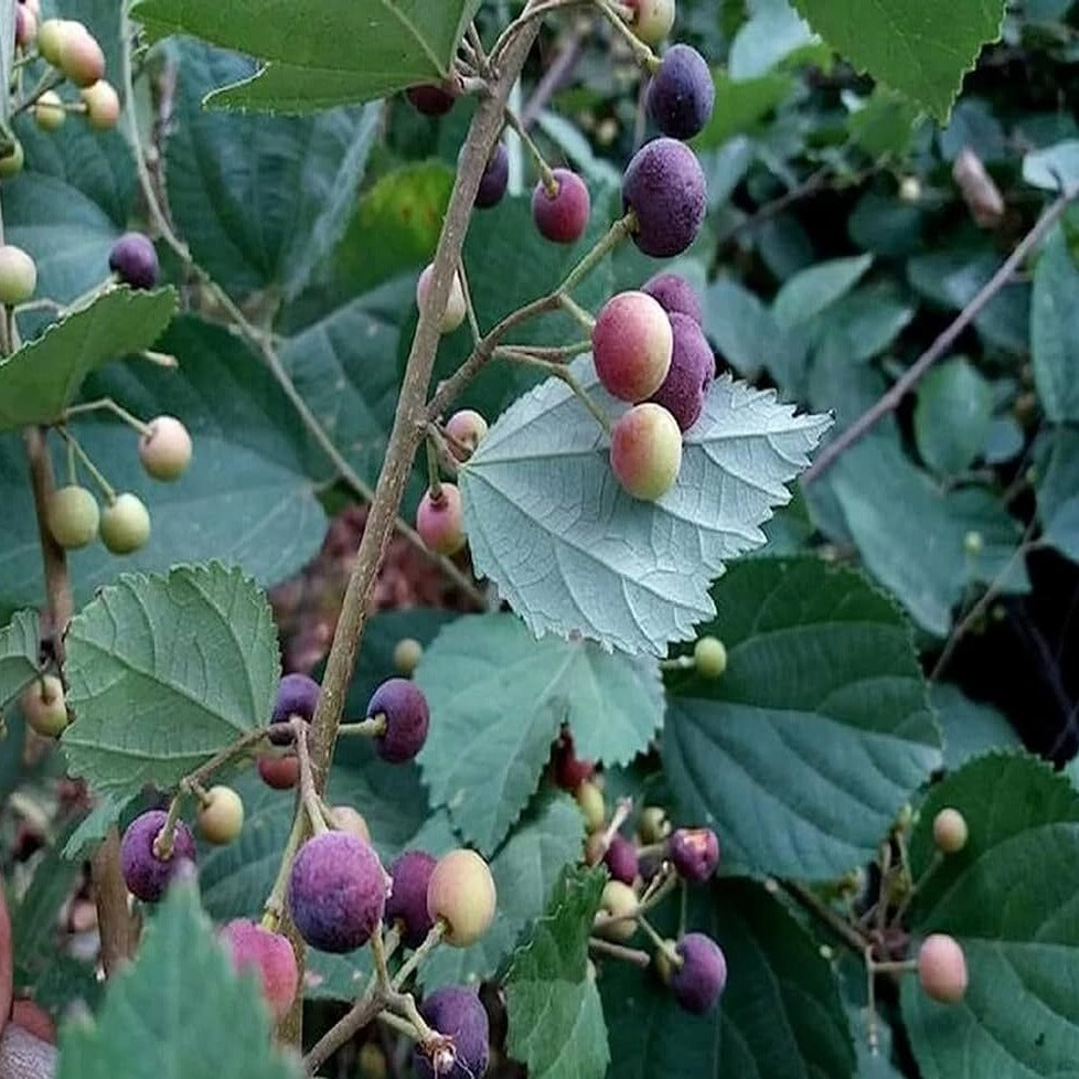 Phalsa / Falsa / Grewia Asiatica Plant – Going Greens